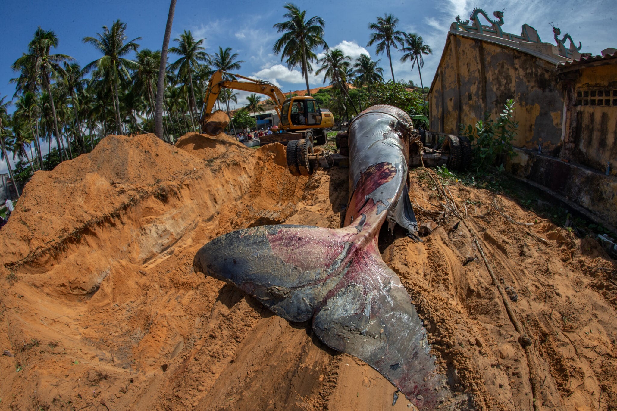 Mysterious Beached Blue Whales