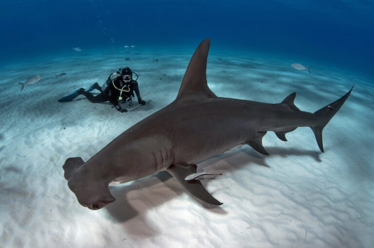Biggest Hammerhead Shark Ever Recorded