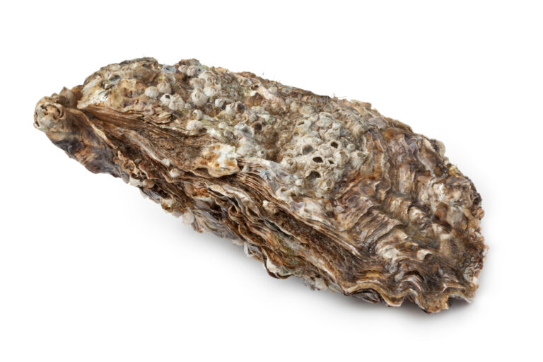 Biggest Oyster Ever Recorded