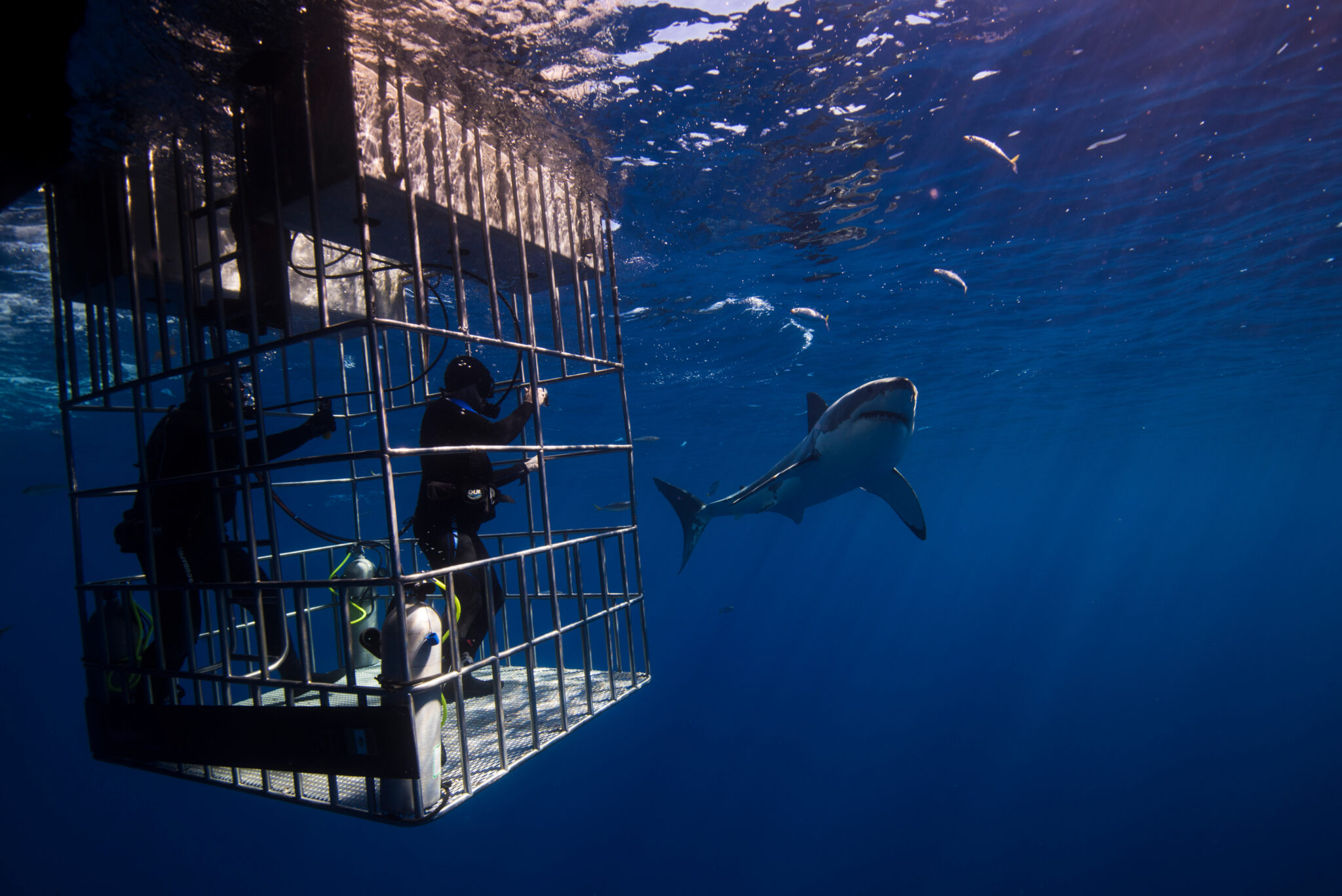 Is Shark Cage Diving Safe Is Shark Cage Diving Safe