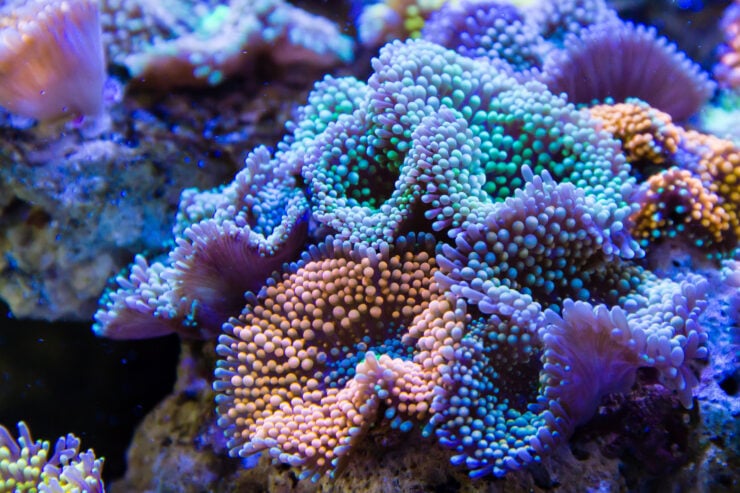 The Incredible Way Coral Reproduces