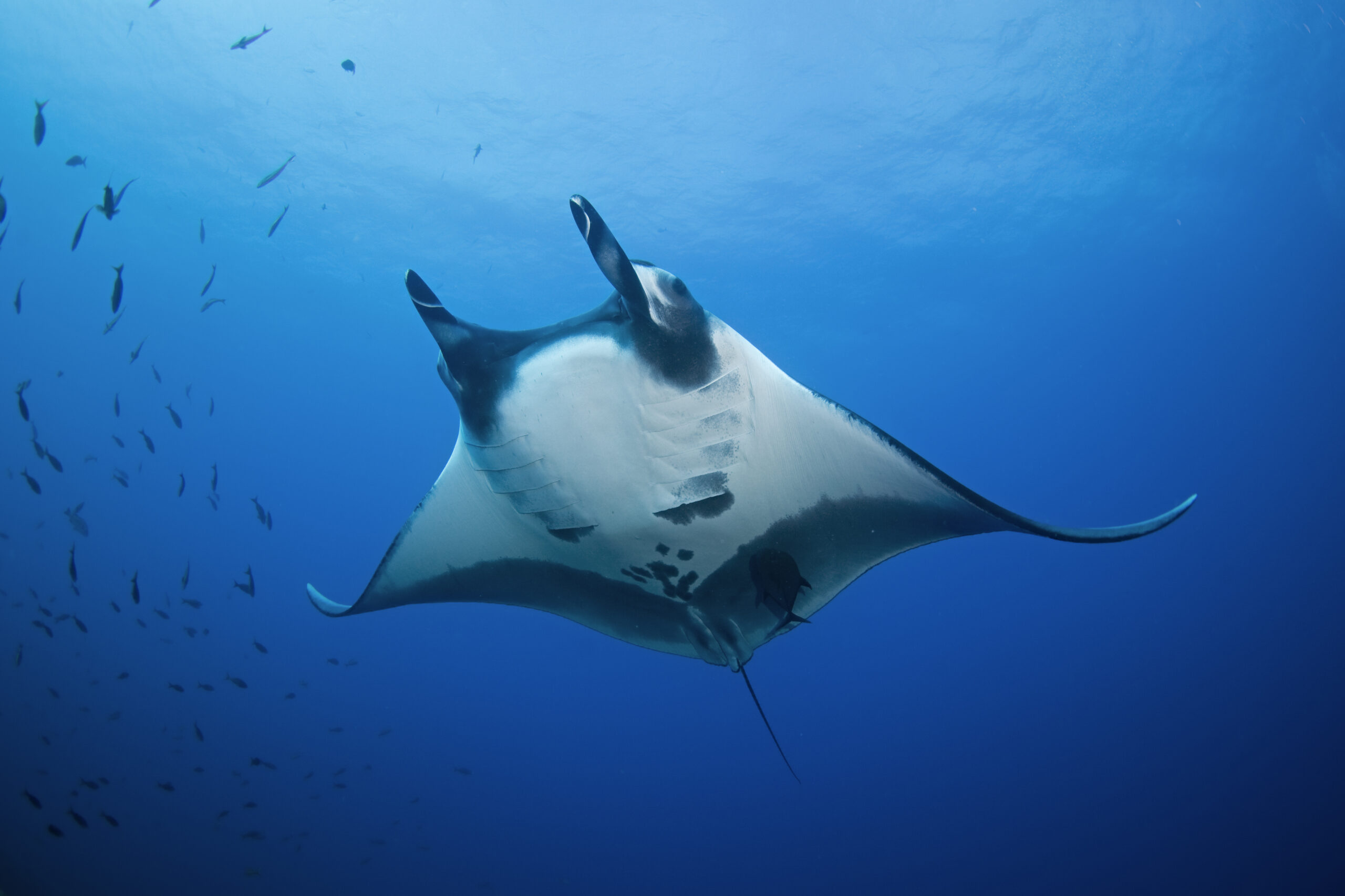 How Big Are Manta Rays