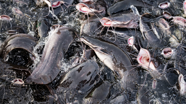 Catfish Teeth Facts