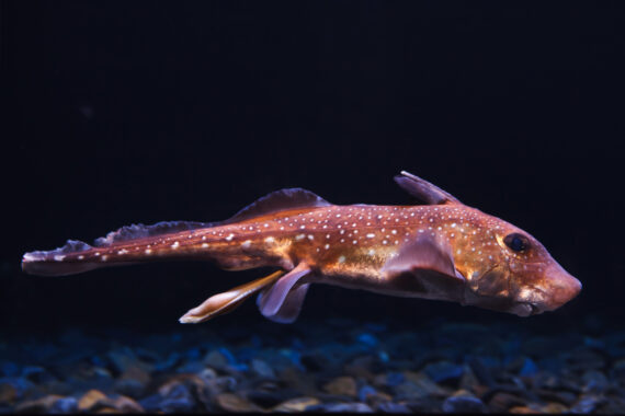 11 Most Fascinating Deep Sea Fish