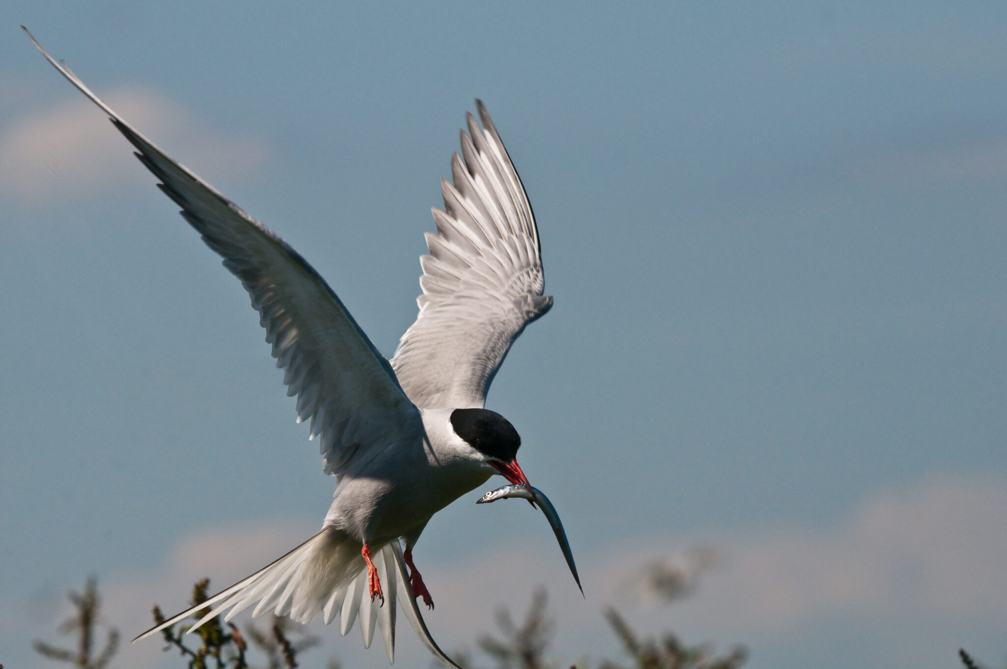 7 Birds That Eat Fish
