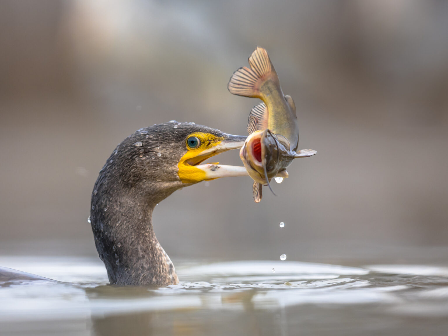 7 Birds That Eat Fish