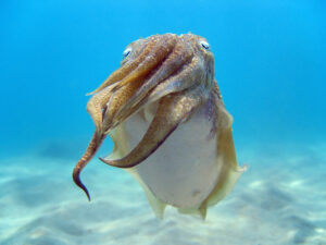 Cuttlefish vs Squid
