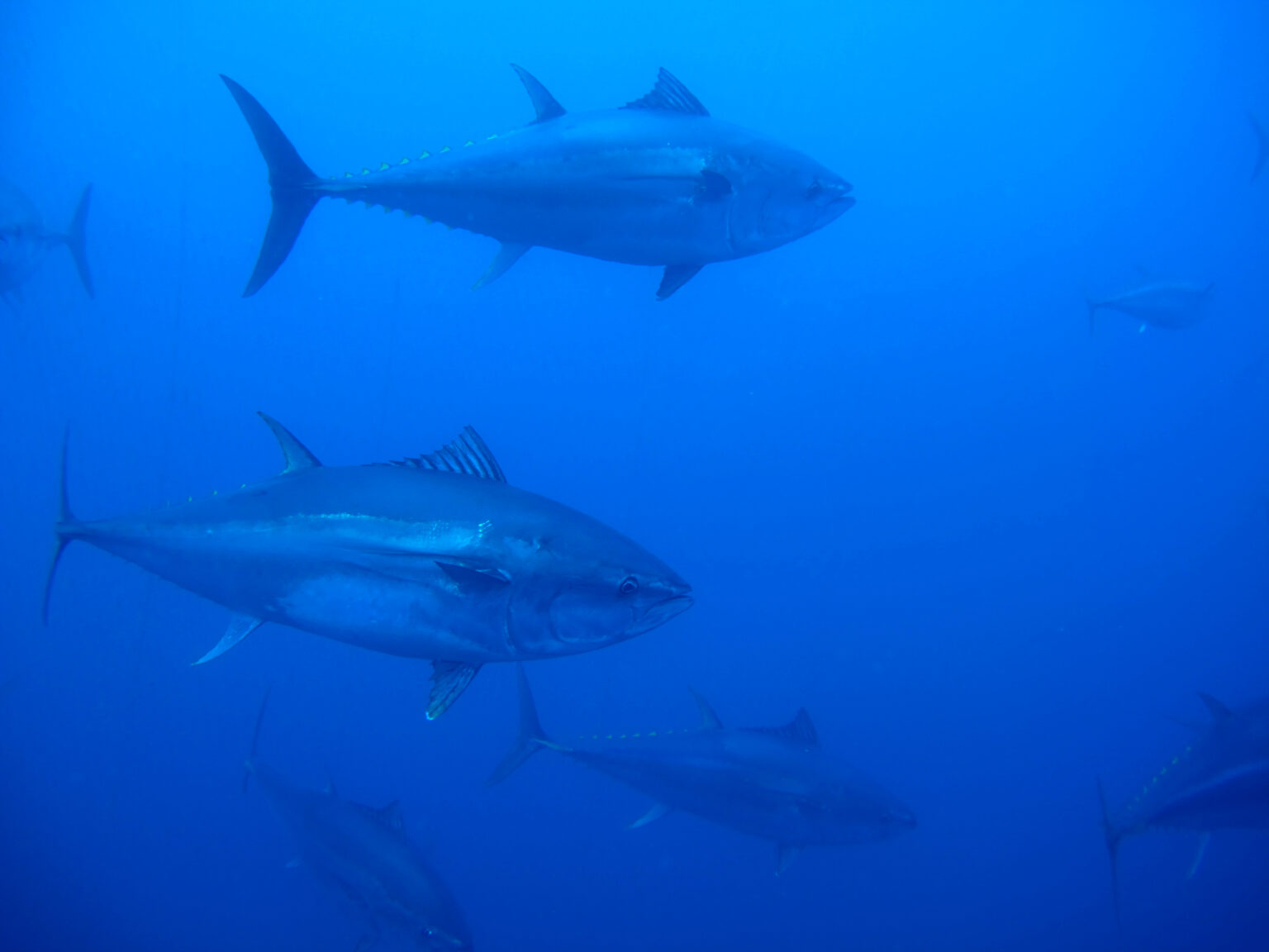 What's the Difference Between Yellowtail and Yellowfin?