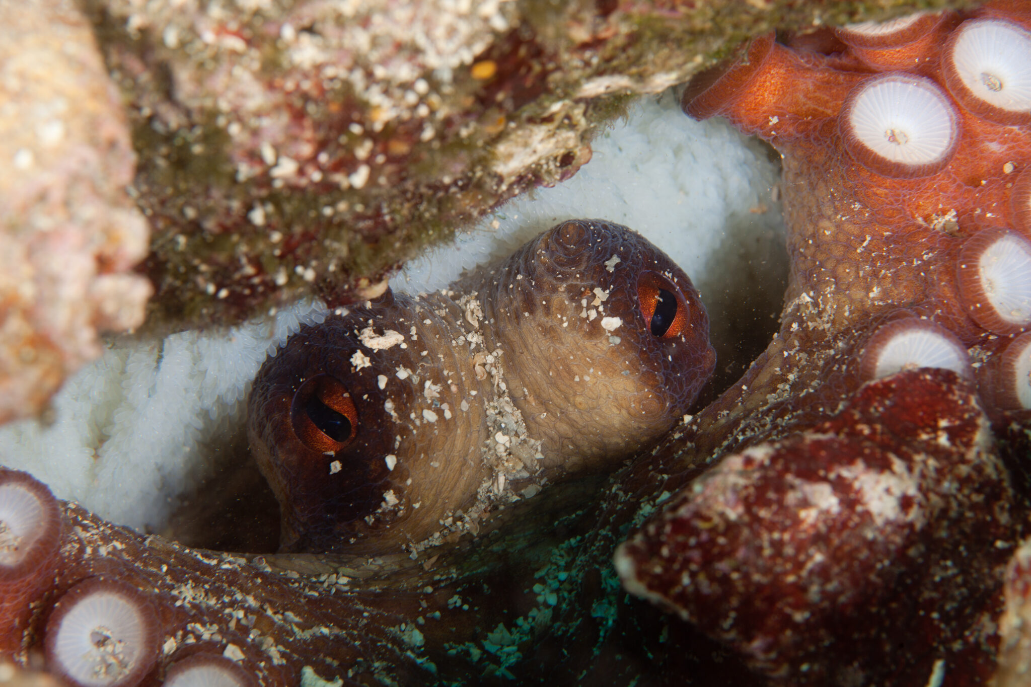 Deep Sea Octopus Nurseries Discovered