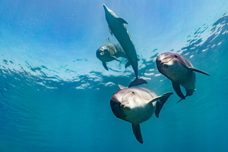 Ocean Animals You Didn't Know Evolved From Land