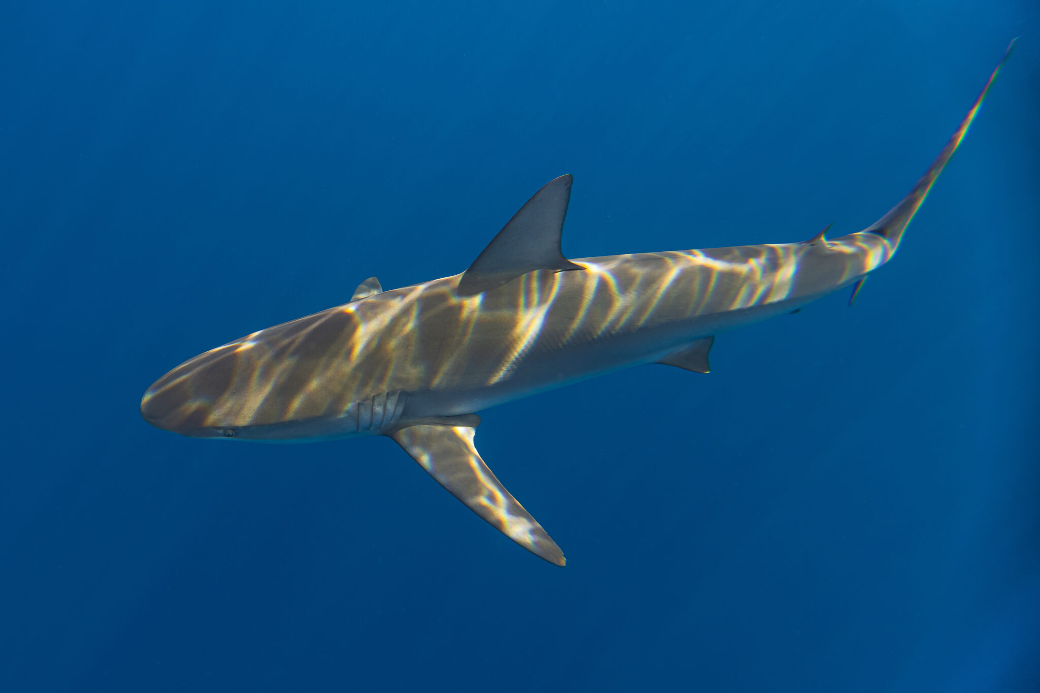 Sharks in Bermuda