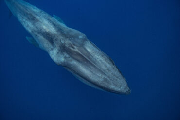 Blue Whale Population Facts