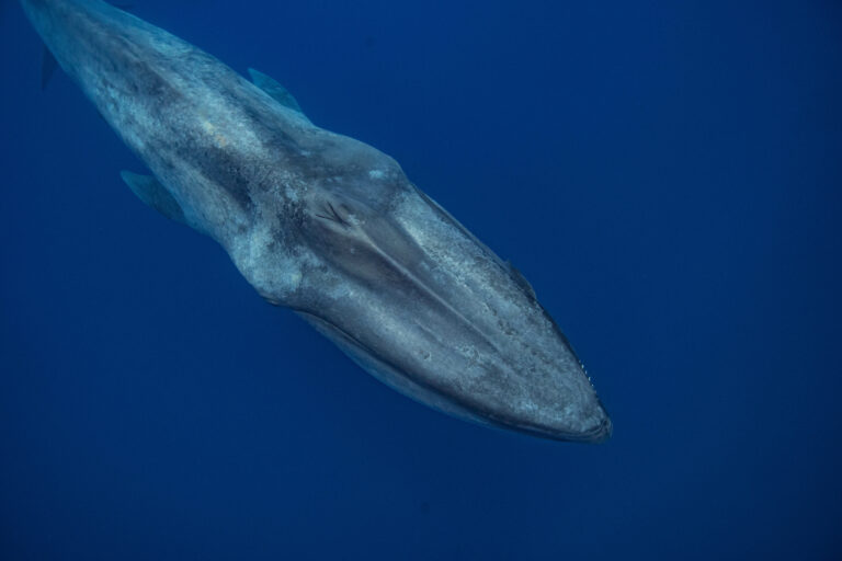 Sperm Whale vs Blue Whale