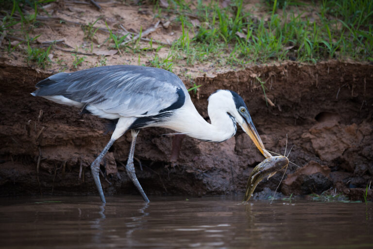 7 Birds That Eat Fish
