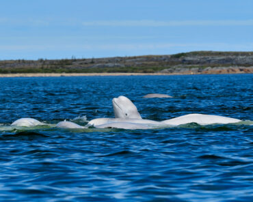 9 Types of Whales Found in Alaska
