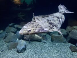 Halibut vs Cod?