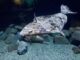 Halibut vs Cod?