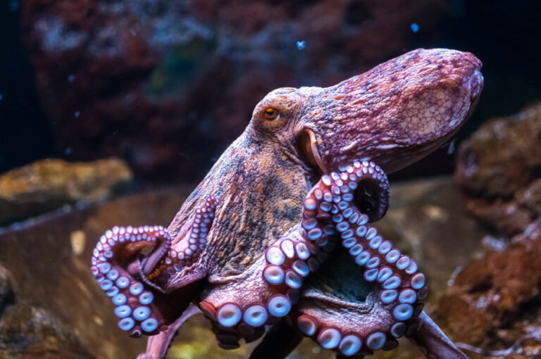 The Smartest Animal in the Ocean