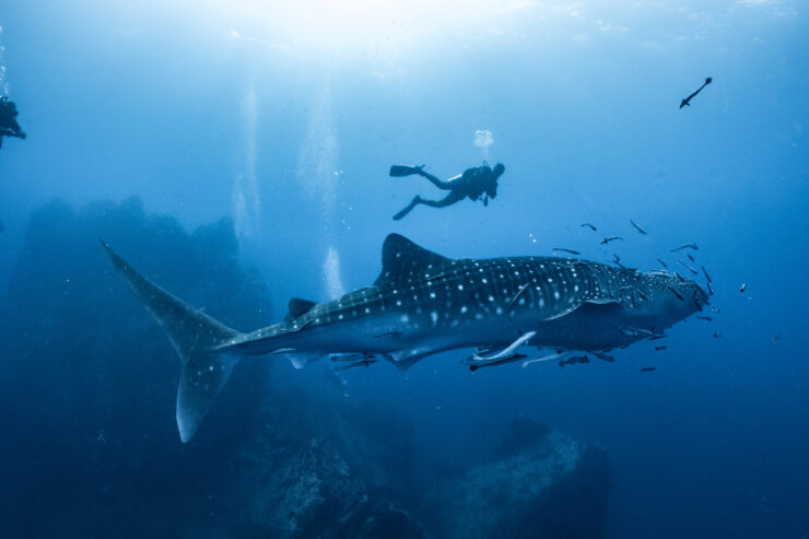 3 Species of Filter Feeding Sharks to Know