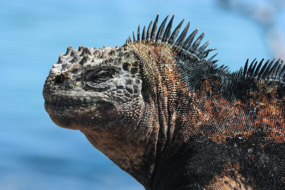 Marine Iguana