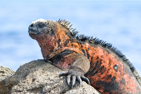 Marine Iguana
