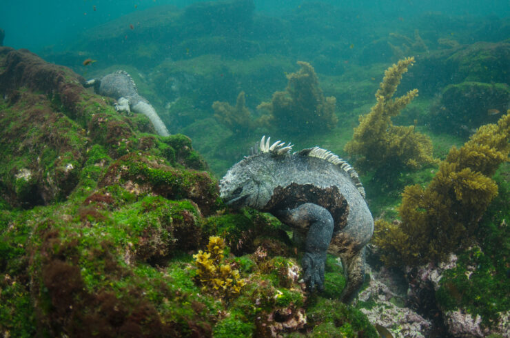 Marine Iguana