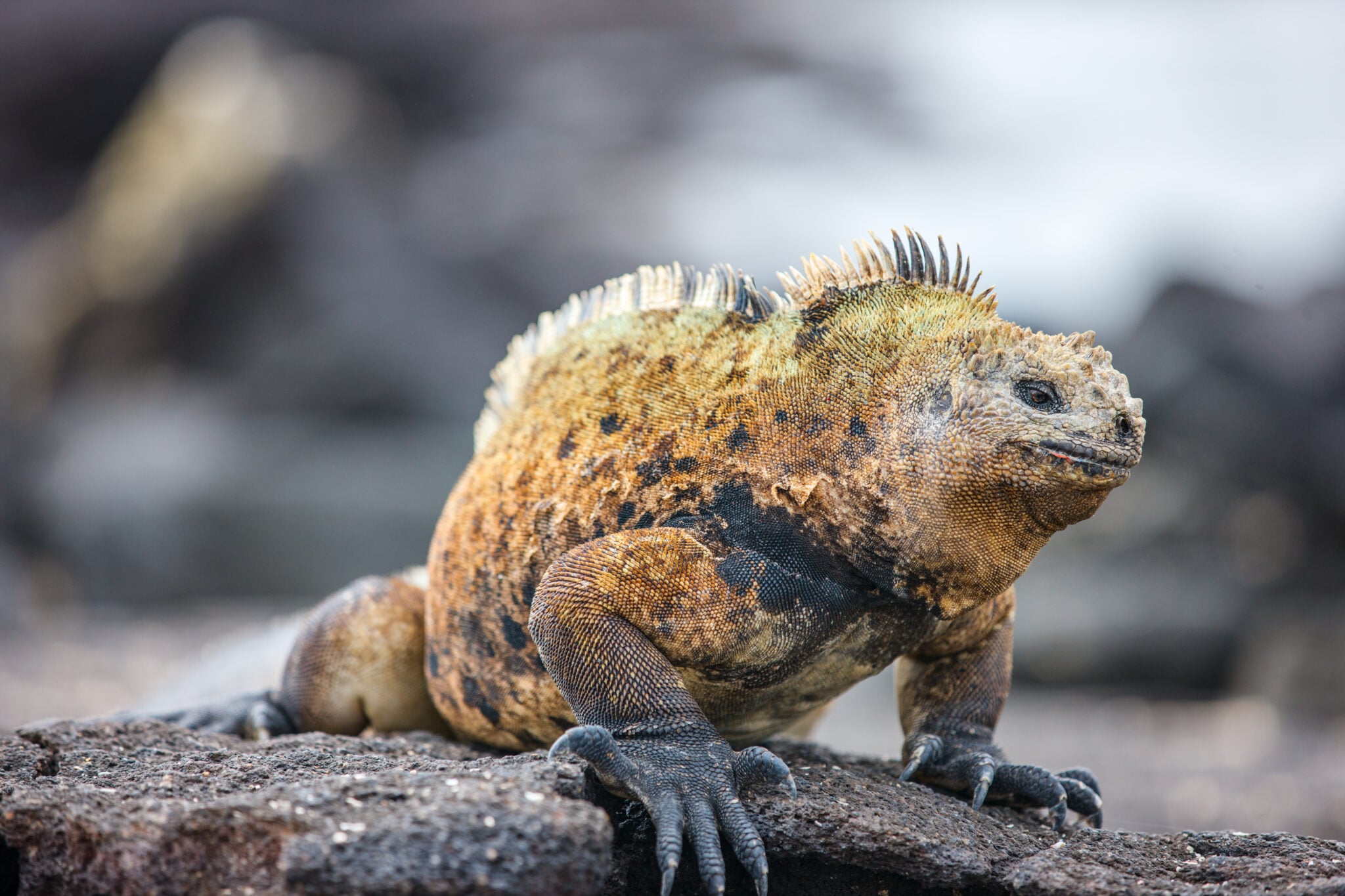 Marine Iguana
