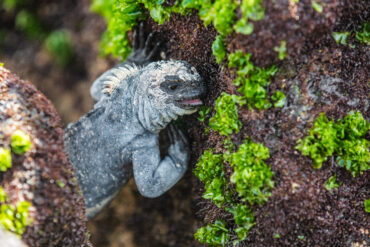 Marine Iguana