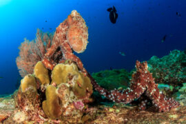 How Do Octopuses Mate?
