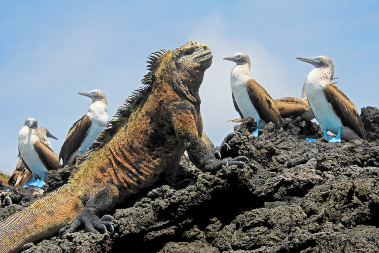 Marine Iguana