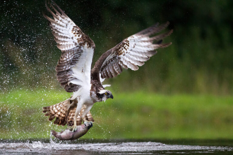 7 Birds That Eat Fish