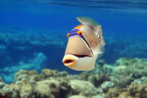 Are Fish Cold Blooded?