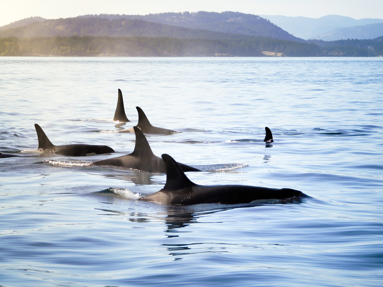 What is a Group of Whales Called?