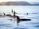 What is a Group of Whales Called?