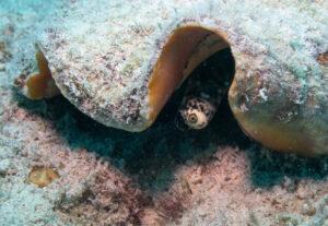 Intriguing Conch Facts