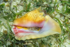 Intriguing Conch Facts