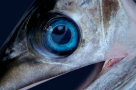 What's the Difference Between a Sailfish and a Marlin?