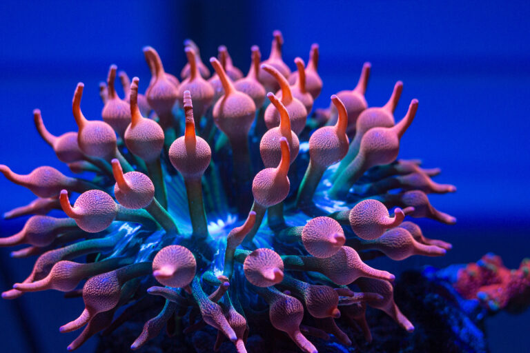 Can You Eat Sea Anemone?