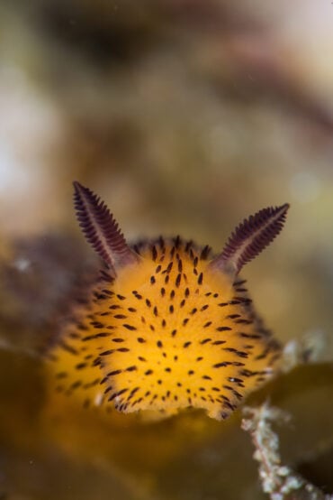 Sea Bunny