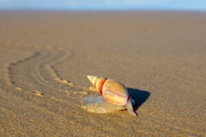 Amazing Sea Snail Facts