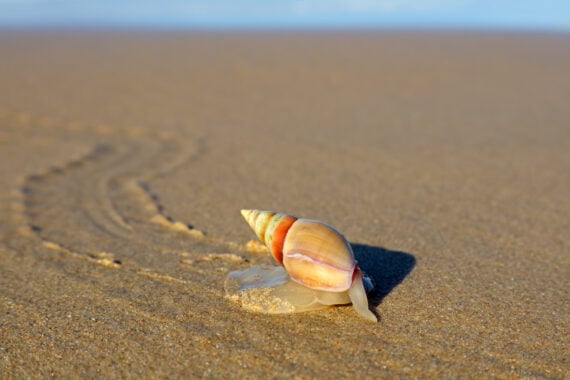 Amazing Sea Snail Facts