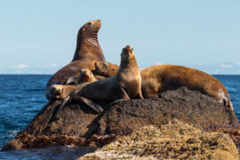 The Difference Between Sea Lions and Walruses