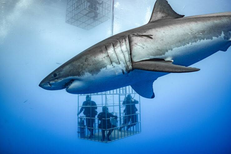 How Many Gills Do Sharks Have?