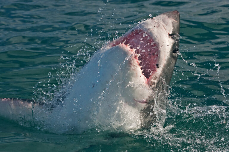 Sharks in Brazil