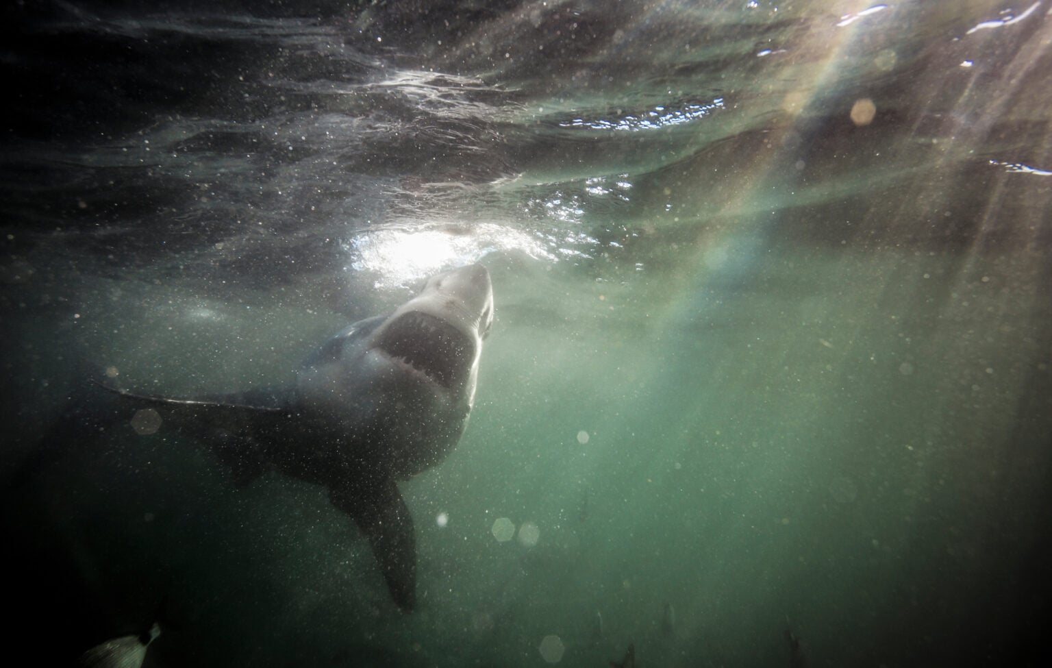 How to Survive a Shark Attack: Expert Tips and Techniques