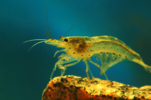 The Biggest Shrimp Ever Recorded