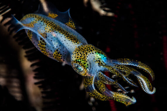 Cuttlefish vs Squid