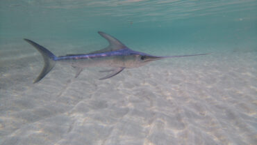 Are Swordfish Dangerous?