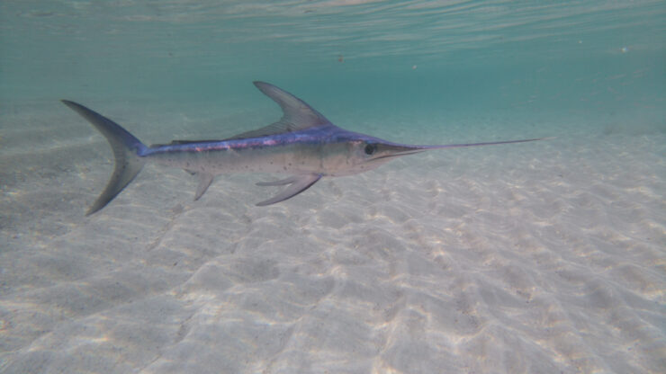 What's the Difference Between Sailfish and Swordfish?