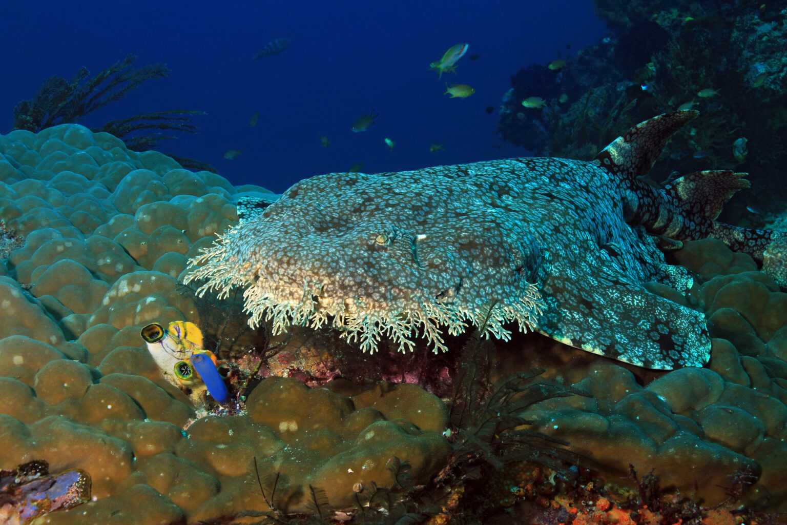 Tasselled Wobbegong Shark